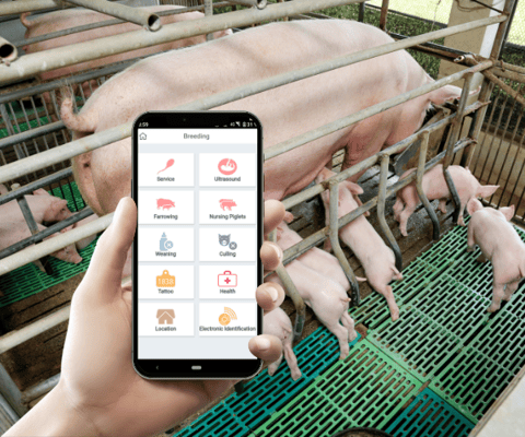 Pig'Up | Your new technology Swine Management software